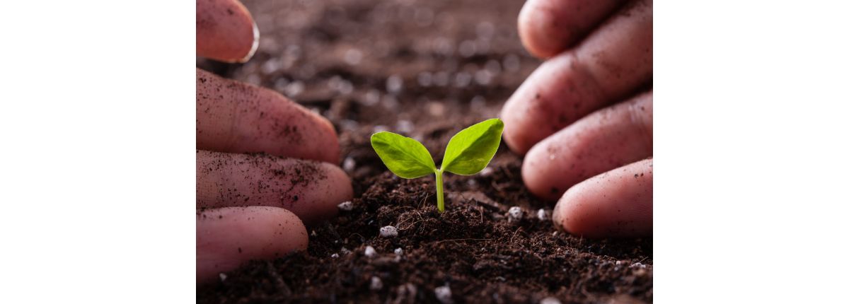 Concime naturale fai da te: come produrlo e come usarlo | CosìComodo